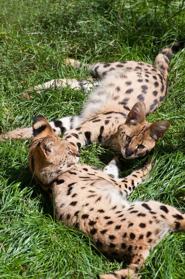 Serval stock photo. Image of beauty, cute, head, leptailurus - 14212874