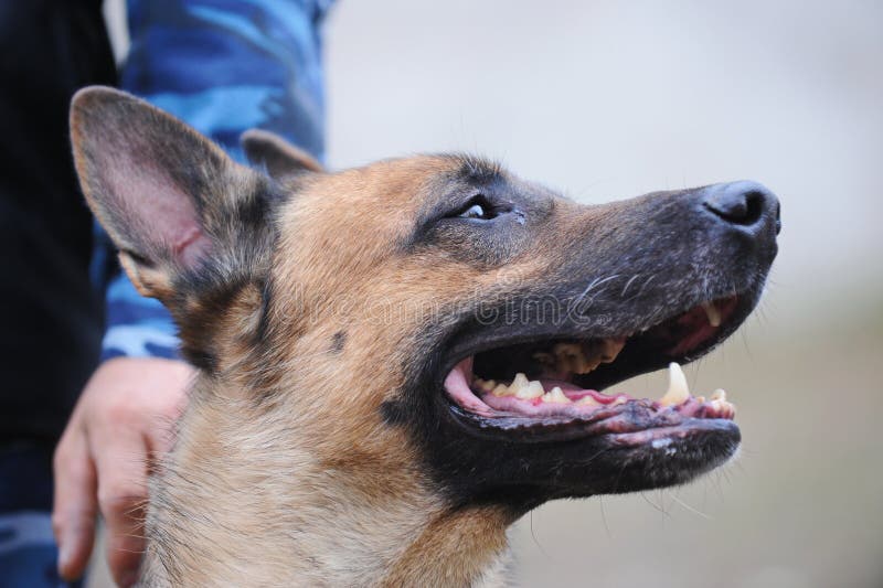 The Service Dog Performs the Command of the Dog Handler in Training ...