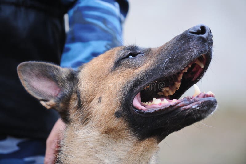 The Service Dog Performs the Command of the Dog Handler in Training ...