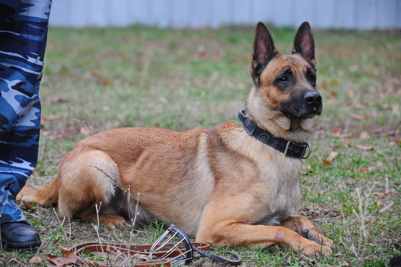 The Service Dog Performs the Command of the Dog Handler in Training ...