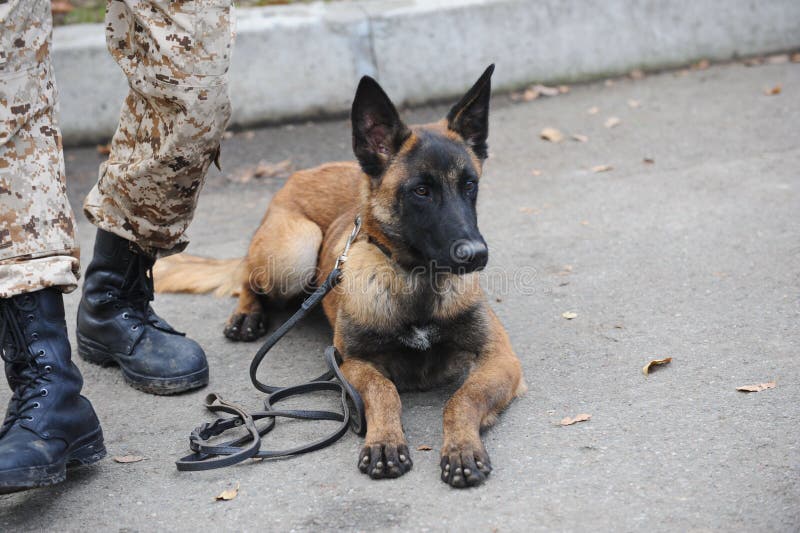 The Service Dog Performs the Command of the Dog Handler in Training ...