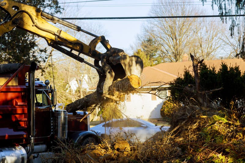 Service Removes a Tree Branches Stacked on Ground with Special Tractor ...