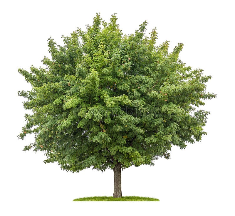 Nice Deciduous Tree on White Stock Image - Image of green, growing ...