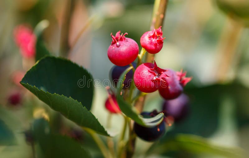 Serviceberry Berries in Nature. Macro Stock Image - Image of pome ...