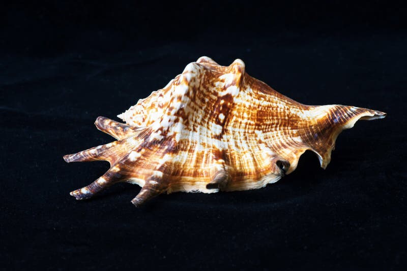 Spiky Seashell Isolated Stock Photos - Free & Royalty-Free Stock Photos ...