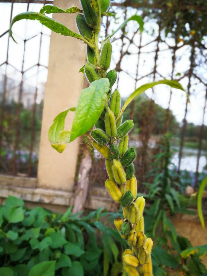 Sesame stock image. Image of stray, botany, yellow, plants - 123950583