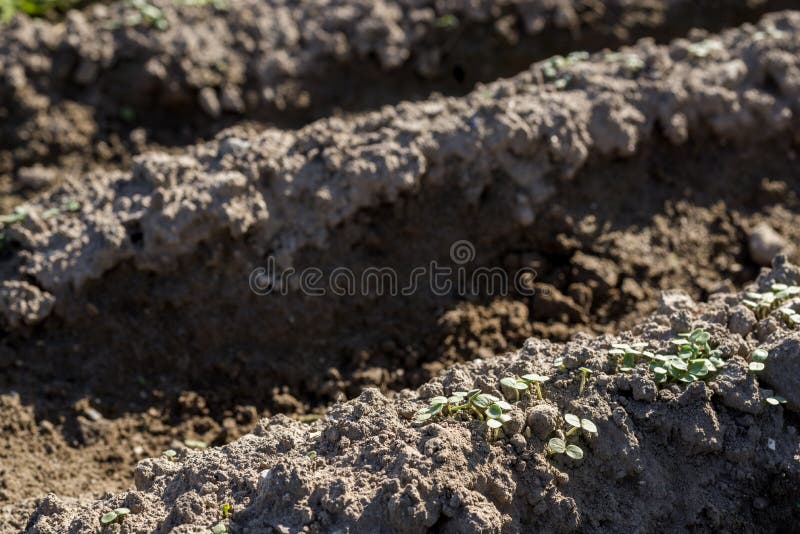 Sesame cotyledon stock photo. Image of soil, baby, young - 85600612