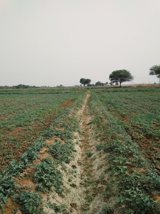The sesame crop Fields stock image. Image of green, lush - 123873885
