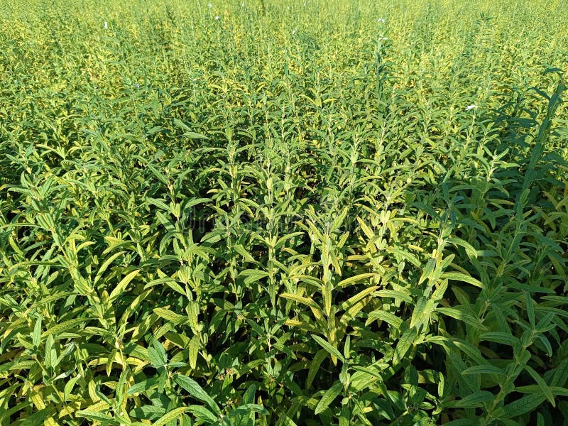 Sesame Crops Growing in Green Farmland Stock Photo - Image of black ...