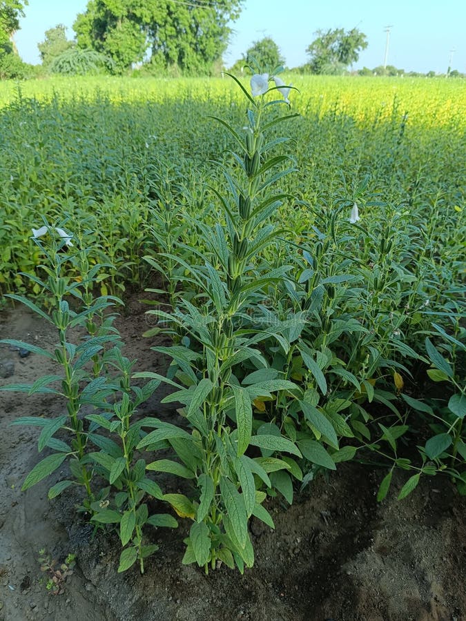 Sesame Crops Growing in Green Farmland, Farm Stock Photo - Image of ...