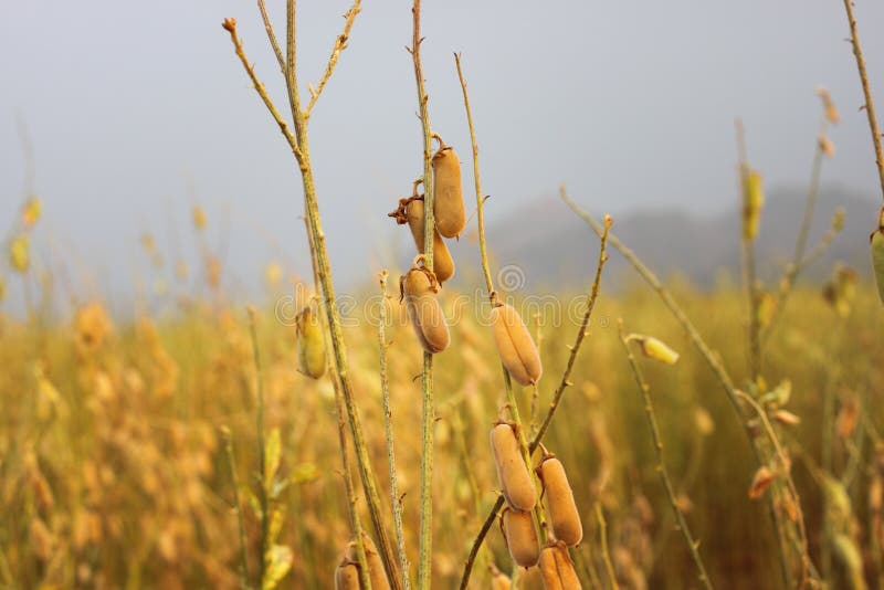 Sesame in the farm stock image. Image of macro, growth - 43973351