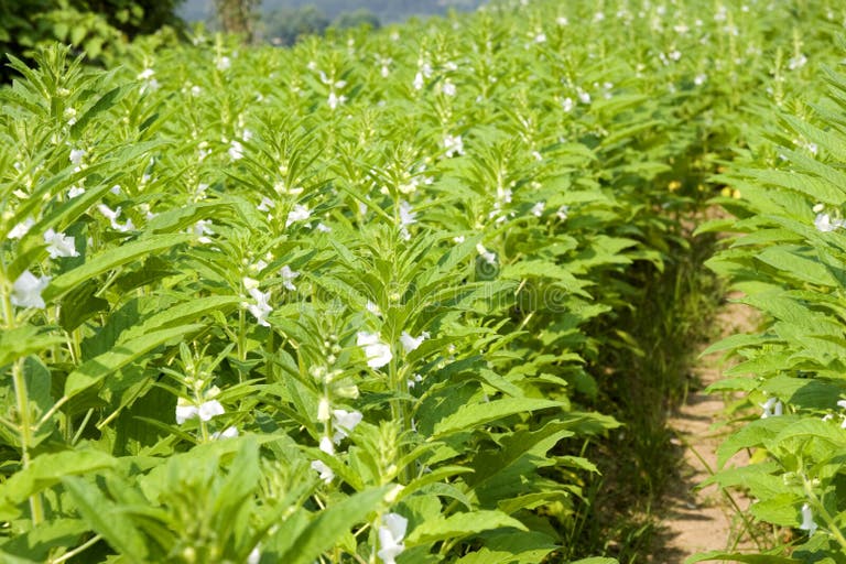 26,809 Sesame Leaf Stock Photos - Free & Royalty-Free Stock Photos from ...