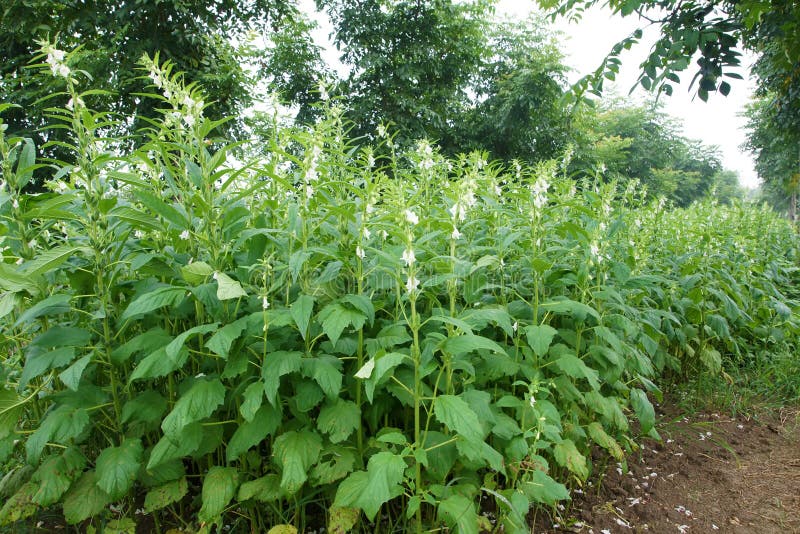 Sesame Field Stock Photo - Image: 59064026