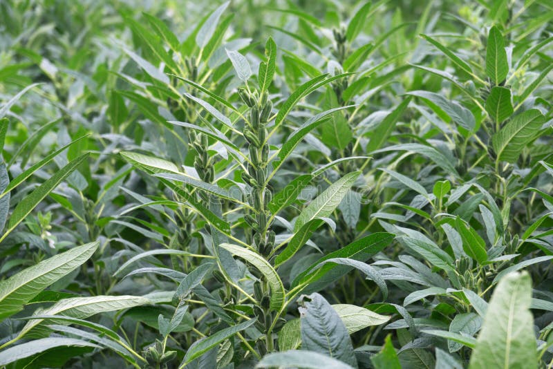 Sesame Field in the Farmland Stock Photo - Image of result, green ...