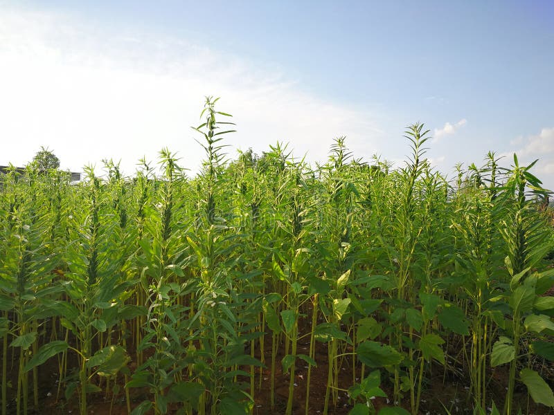 Sesame Field With Sesame Pods And Seeds In Xigang, Tainan, Taiwan ...