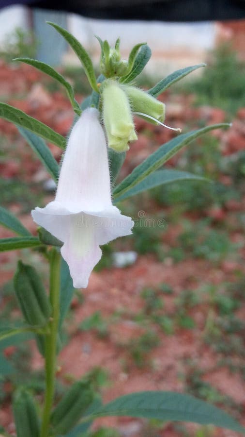 Sesame flower stock image. Image of color, sesame, white - 101148041