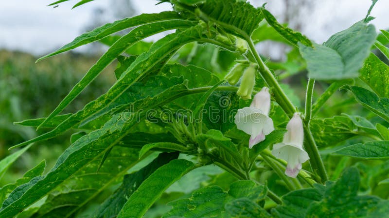 Sesame Flower and Seeds on Tree. (Sesamum Indicum Plant Stock Image ...