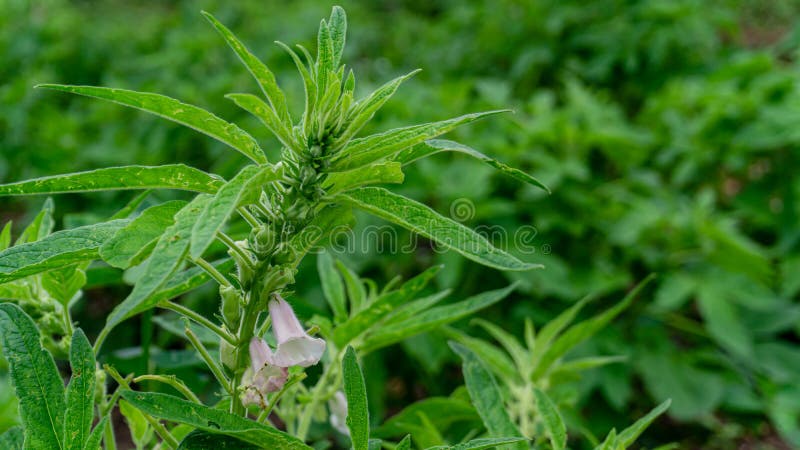 Sesame Flower and Seeds on Tree. (Sesamum Indicum Plant Stock Image ...