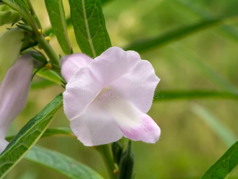 Sesame Flower and Seeds on Tree Stock Image - Image of farm, growth ...