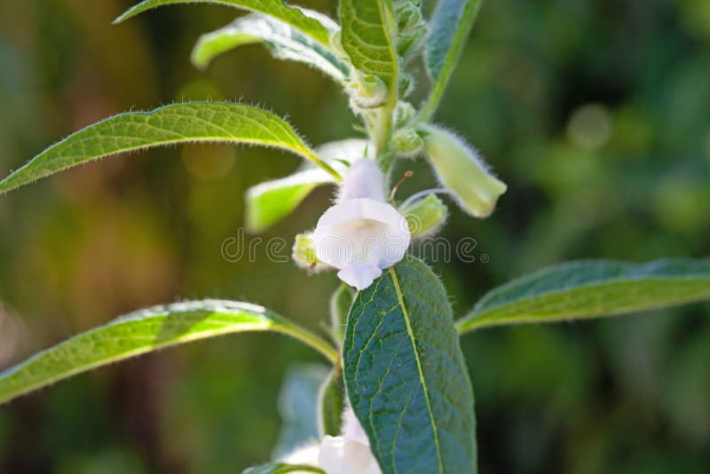 Sesame Flower, Sesamum Indicum Stock Photo - Image of food, colorful ...