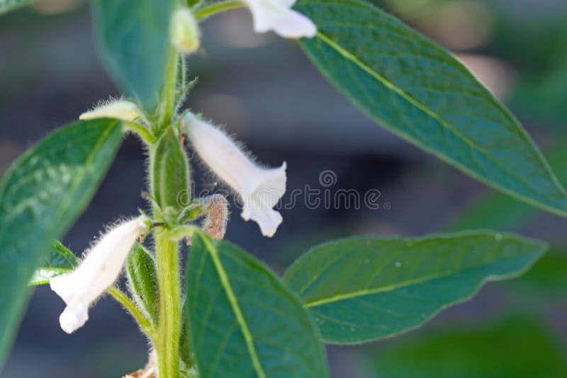 Sesame Flower, Sesamum Indicum Stock Image - Image of blooming, floral ...
