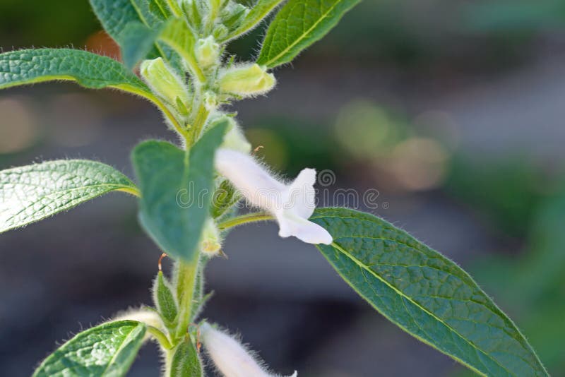 Sesame Flower, Sesamum Indicum Stock Photo - Image of macro, petals ...