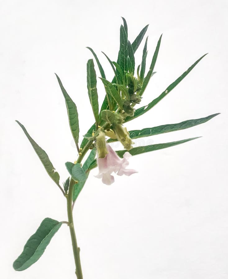 Sesame Growing Young Plant Isolated on White. Front View Stock Photo ...