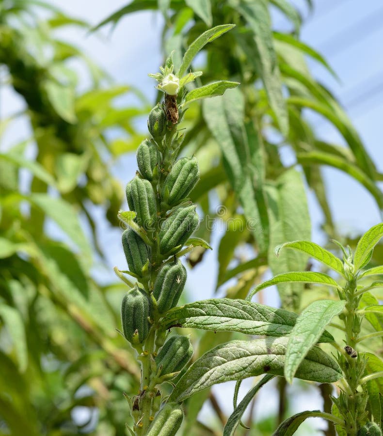 The sesame crop Fields stock image. Image of fields - 123873885