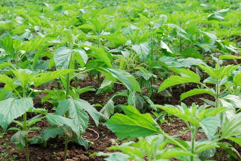 Sesame cultivation. stock image. Image of detail, growth - 231665005