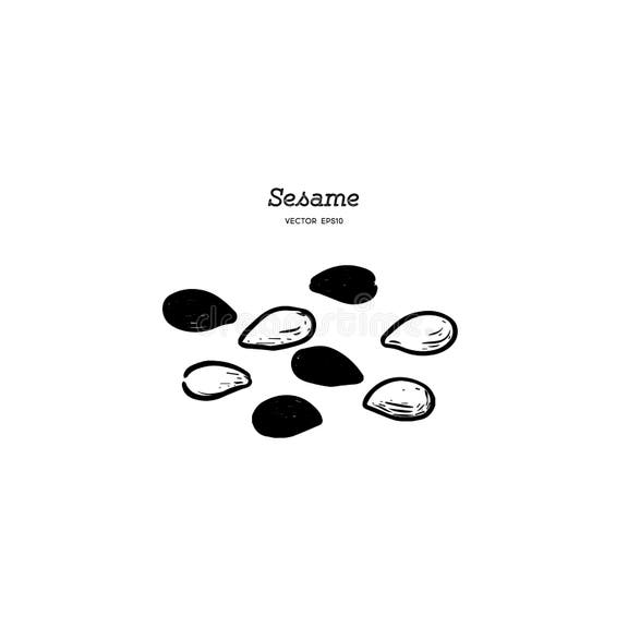 Sesame, hand draw vector stock vector. Illustration of condiment ...
