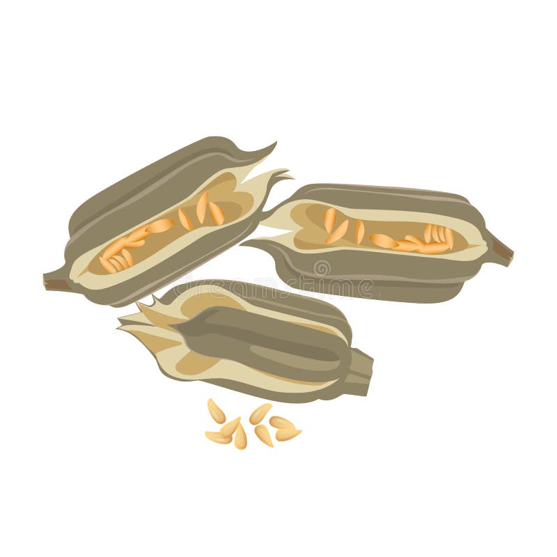 Rectangular Sesame Seed Breadsticks Stock Illustrations – 1 Rectangular ...