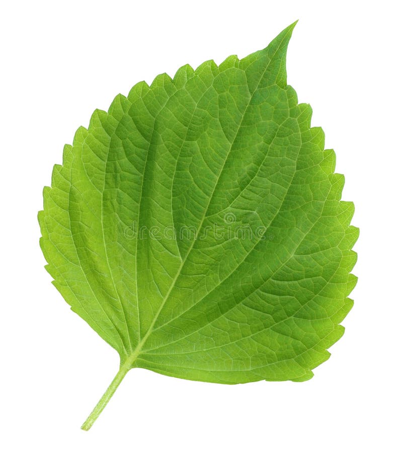 Sesame Leaves or Perilla Leaf Isolated on White Stock Photo - Image of ...