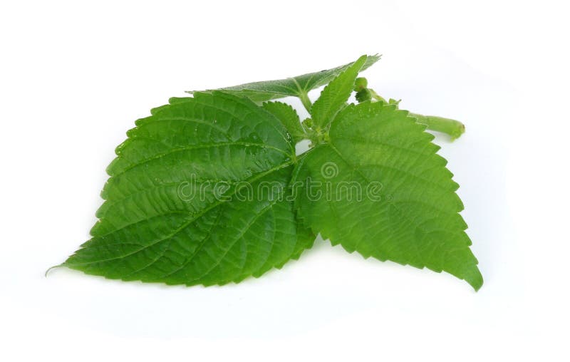 Sesame Leaves or Perilla Leaf Isolated on White Background Stock Image ...
