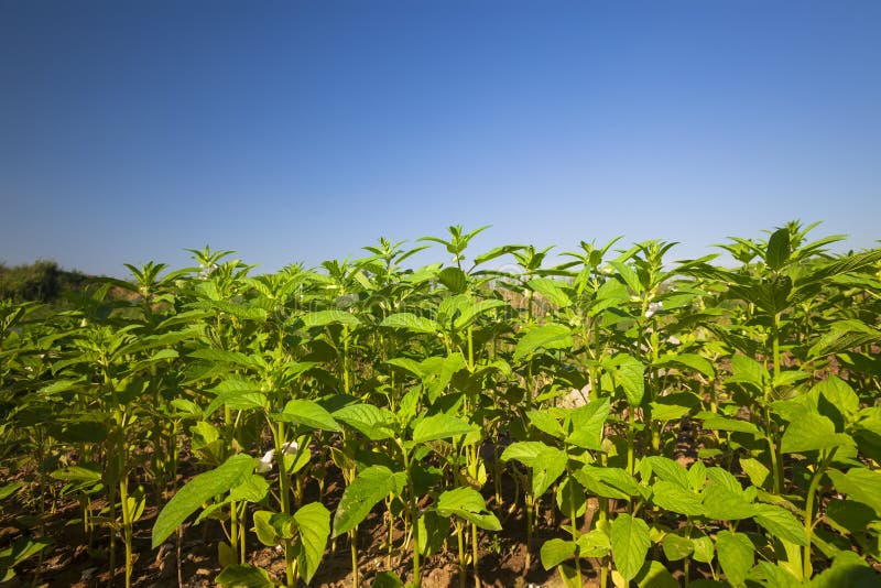 Sesame seed crops stock photo. Image of agriculture, fruit - 34866706