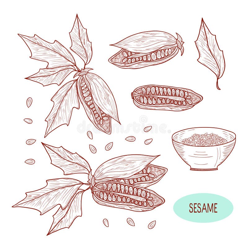 Sesame. Plant, Leaf, Seed. Sketch. Monophonic. on a White Background ...
