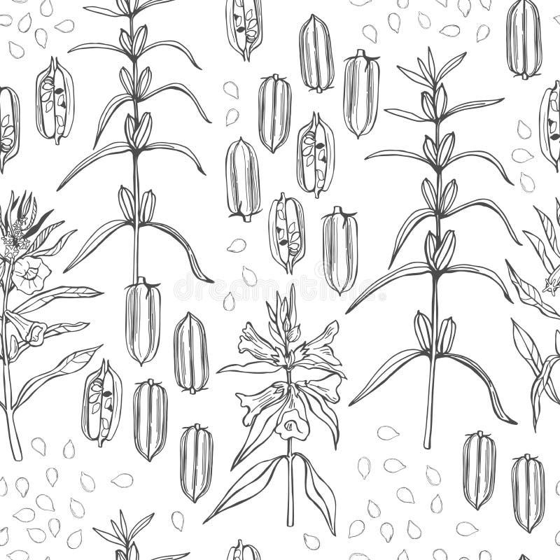 Sesame Plant. Vector Illustration Stock Vector - Illustration of trunk ...