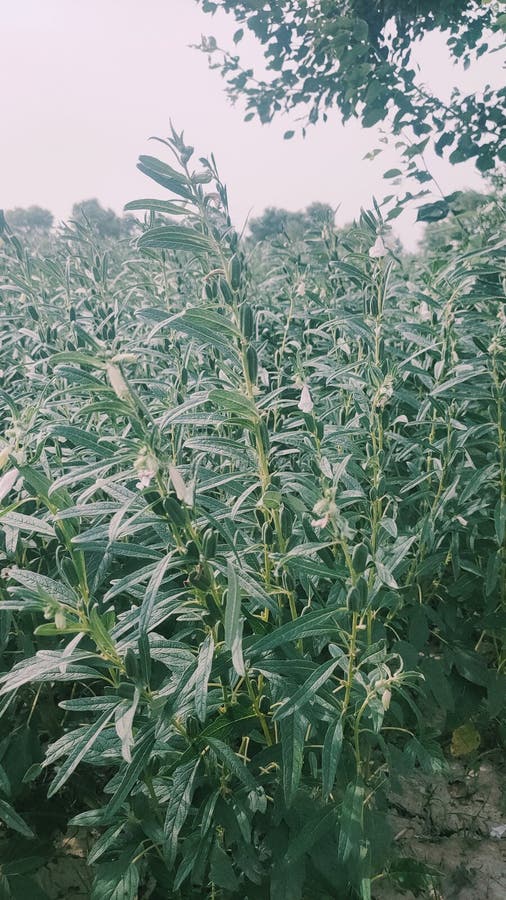 SESAME PLANTS stock image. Image of green, plants, sesame - 283327155
