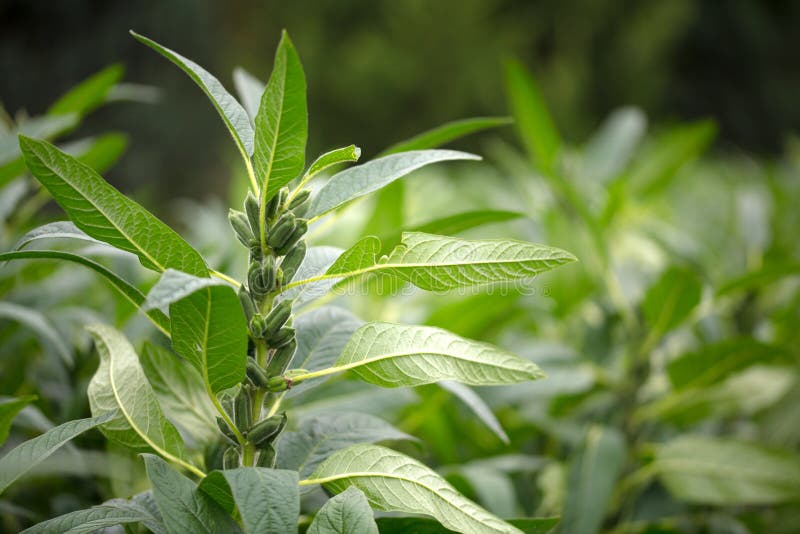 The sesame crop Fields stock image. Image of green, lush - 123873885