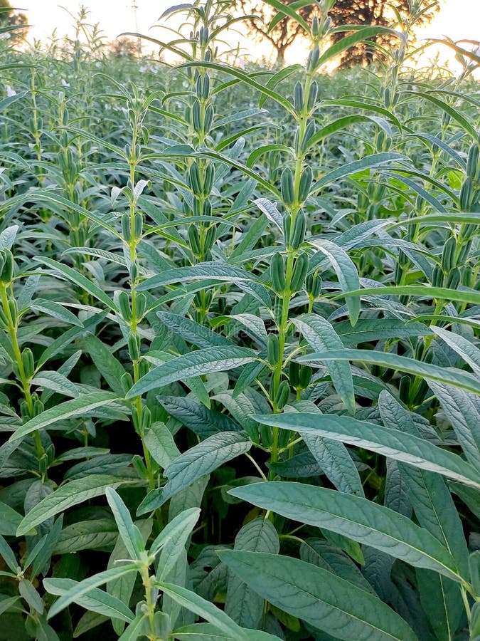 Sesame seed field in rural stock image. Image of outdoors - 218140715