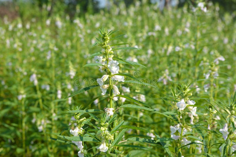 Sesame Seed Flower on Tree in the Field. Stock Image - Image of ...