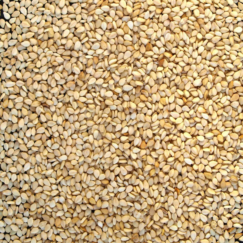 Sesame seeds stock photo. Image of yellow, vegetation - 13221298
