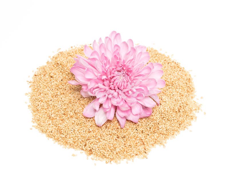 Sesame Seeds and Pink Dahlia Stock Photo - Image of flower, bowl: 25381928