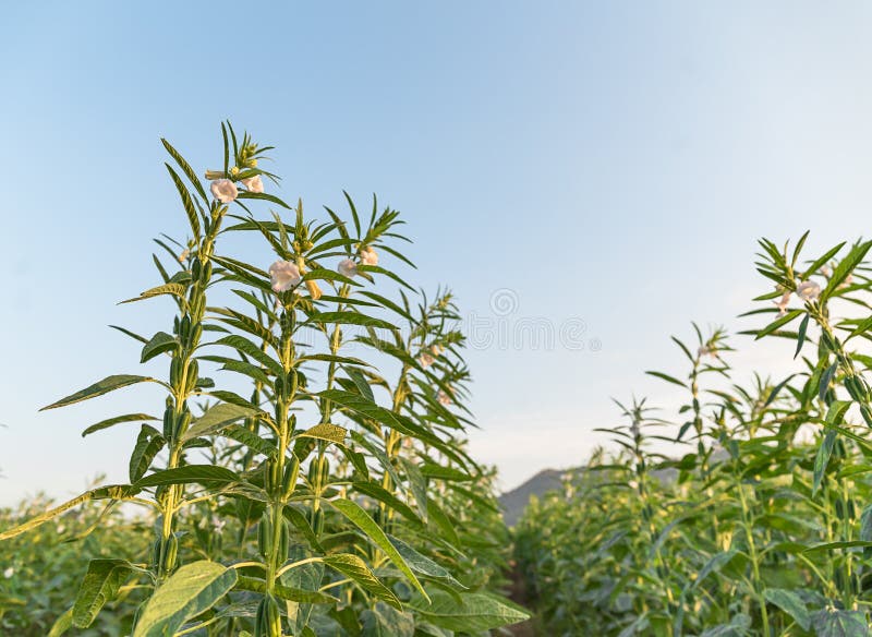 Sesame on tree in plant stock image. Image of food, spice - 106127821