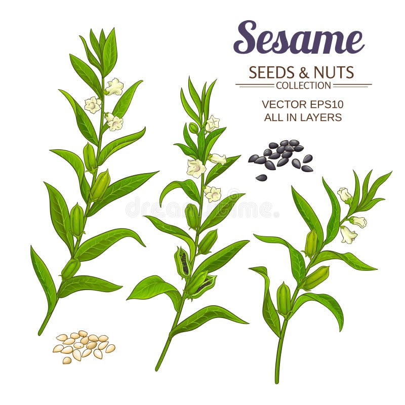 Sesamum Stock Illustrations – 232 Sesamum Stock Illustrations, Vectors ...