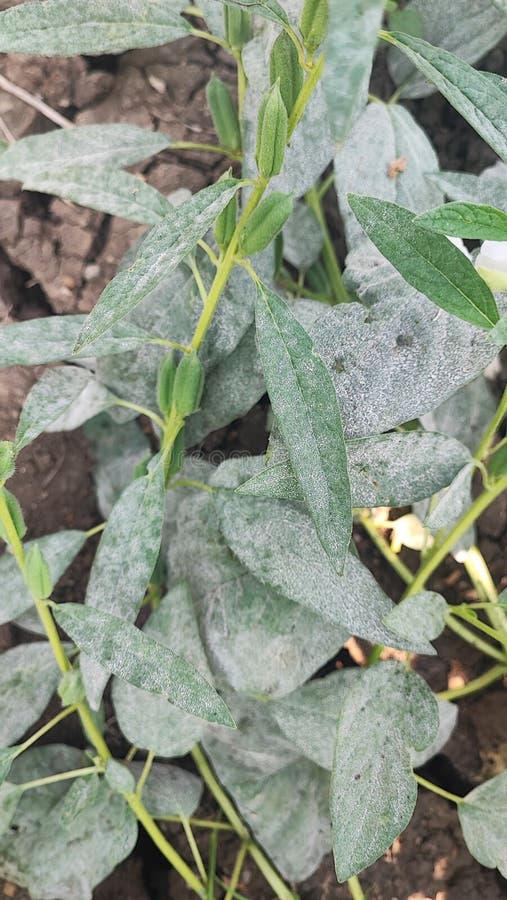 Sesamum Powdery mildew stock image. Image of powdery - 270060243