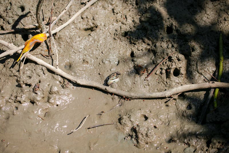 Sesarma mederi stock photo. Image of shore, sesarma - 103819800