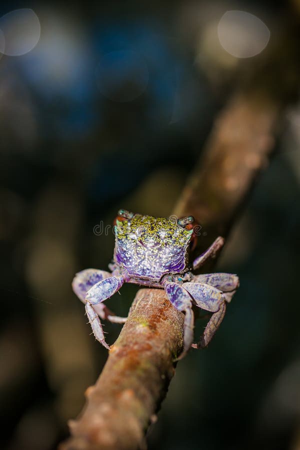 Sesarma mederi stock image. Image of sesarma, macro - 103819505