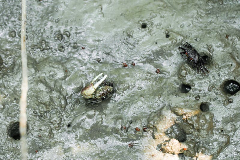 Sesarma Mederi on a Rock by the Shore Stock Photo - Image of natural ...