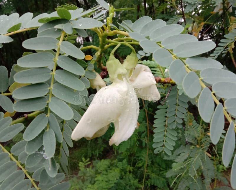 Sesban Flower is a Medicinal Plant that is only Available in Some Asian ...