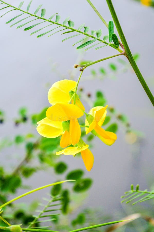 Sesbania flower stock photo. Image of sesbania, garden - 47381550